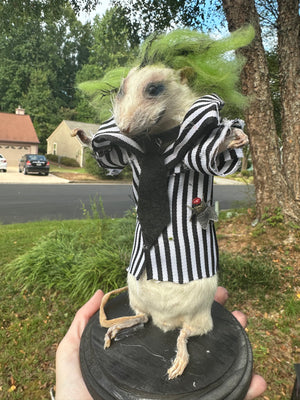 Beetlejuice Rat